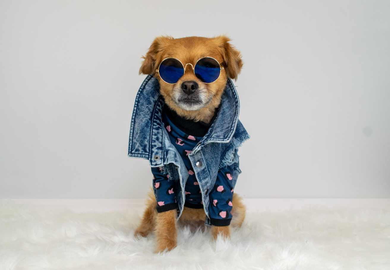 Personalized Customization in Dog Clothing: A Competitive Edge for ...
